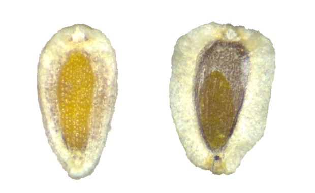 Cotula barbata | PlantZAfrica